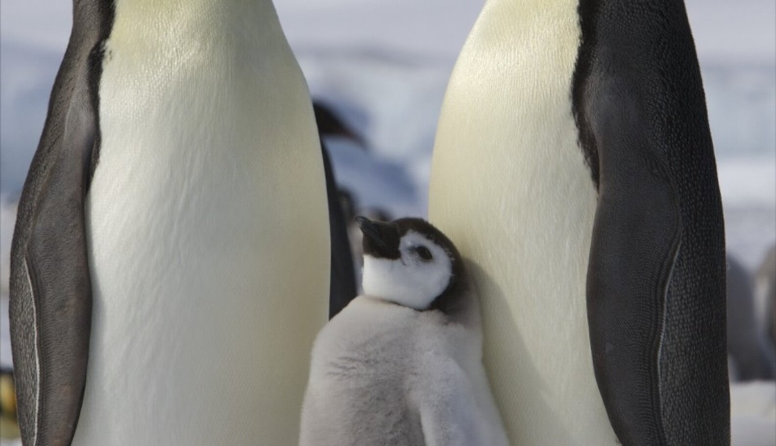 The 18 Best Penguin Species (All Of Them) - The Dodo