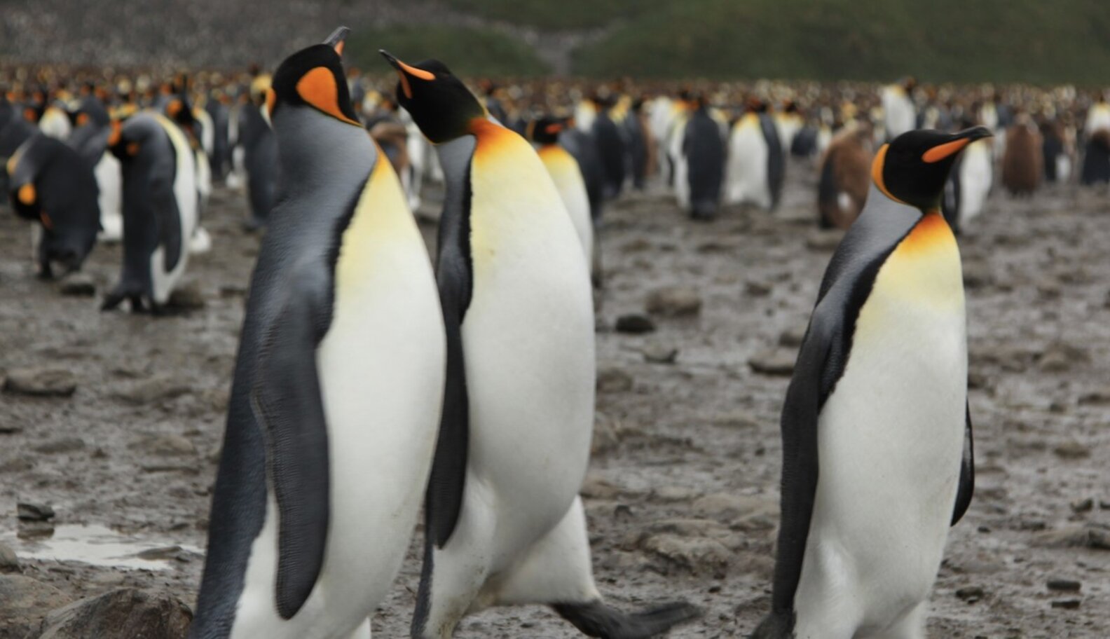 The 18 Best Penguin Species (All Of Them) - The Dodo
