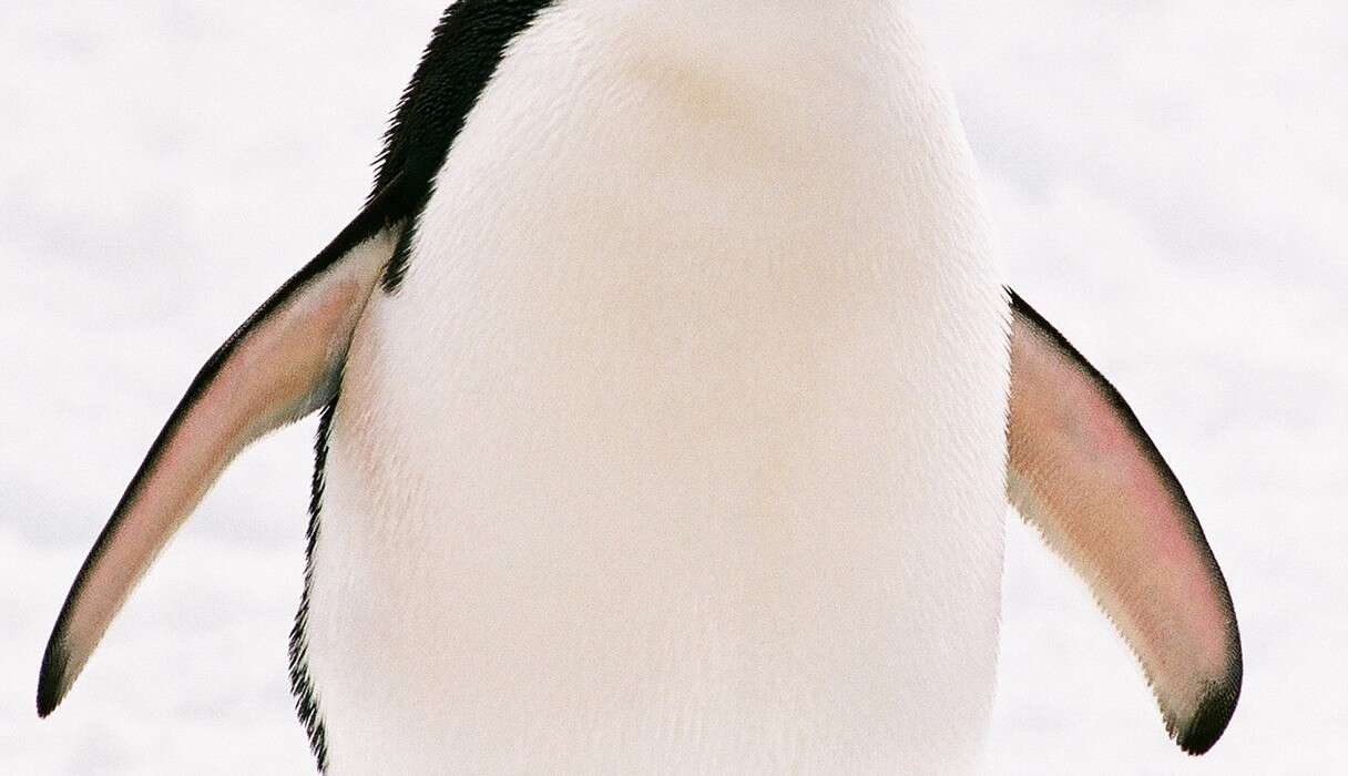 The 18 Best Penguin Species (All Of Them) - The Dodo