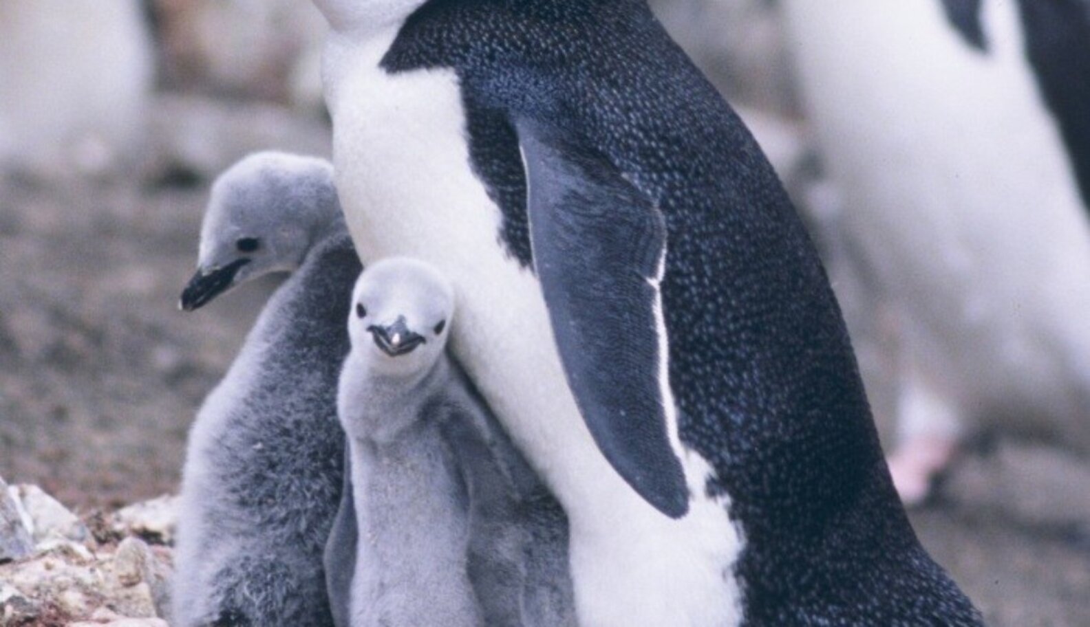 The 18 Best Penguin Species (All Of Them) - The Dodo