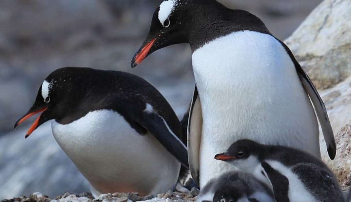 The 18 Best Penguin Species (All Of Them) - The Dodo