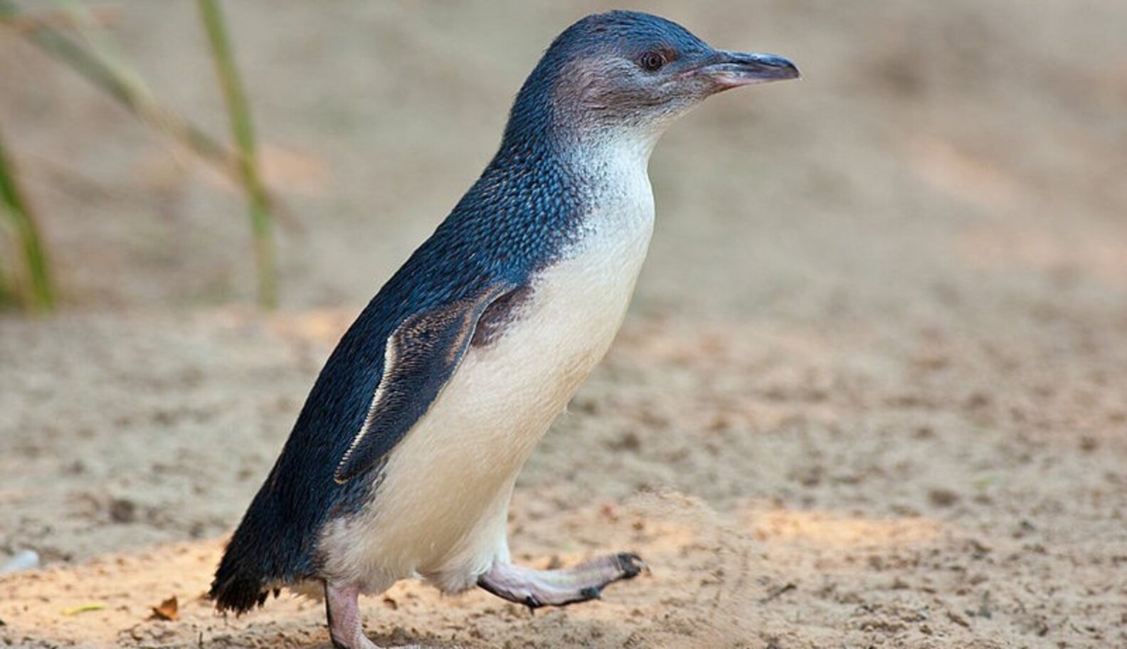 The 18 Best Penguin Species (All Of Them) - The Dodo