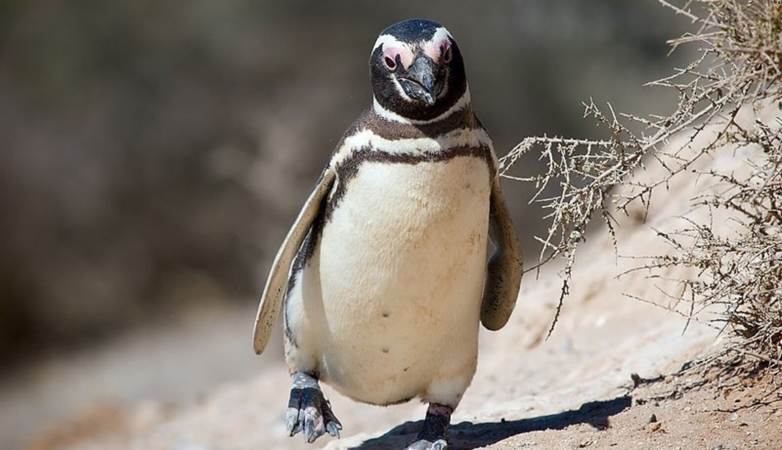 The 18 Best Penguin Species (All Of Them) - The Dodo