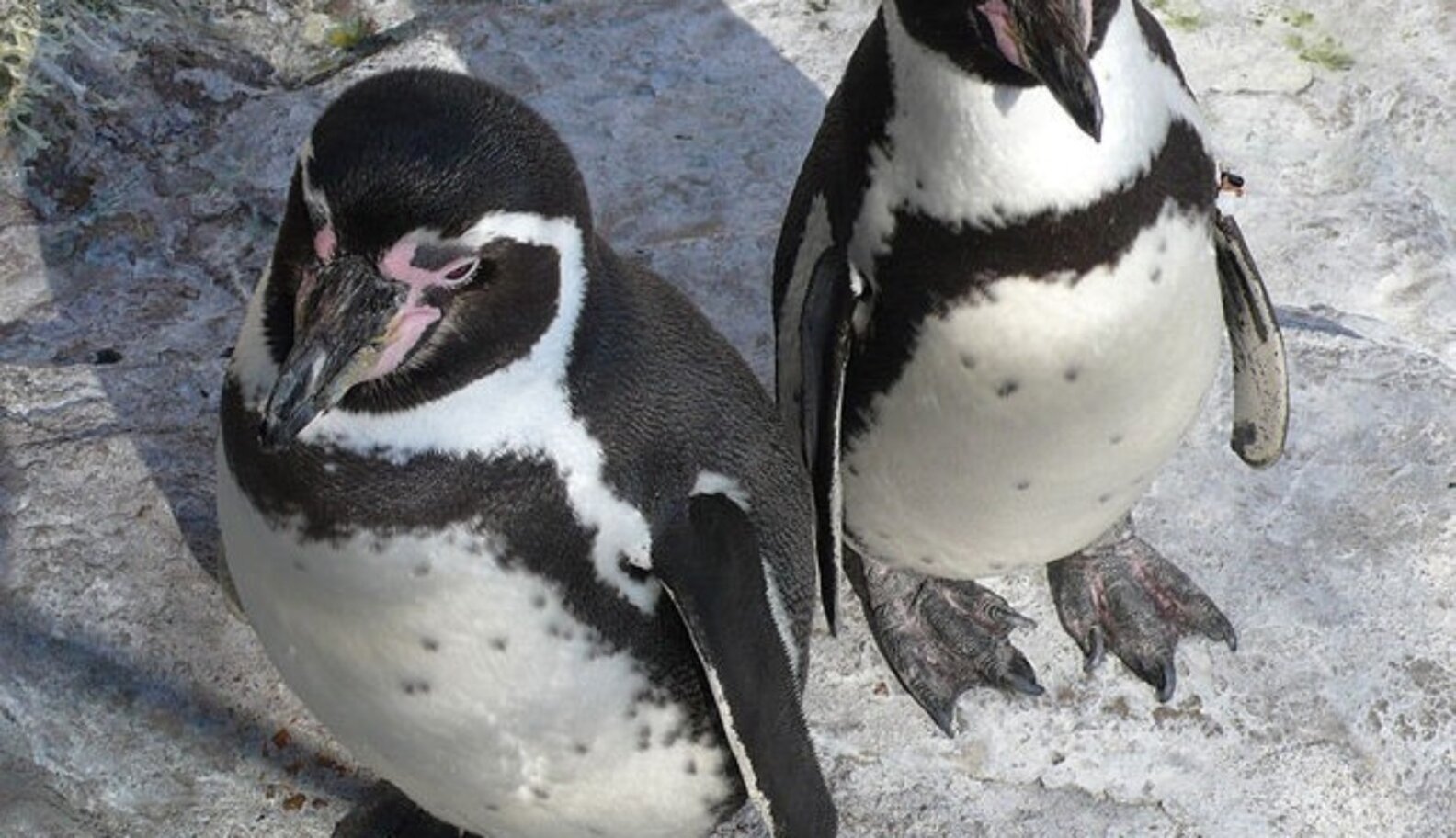 The 18 Best Penguin Species (All Of Them) - The Dodo