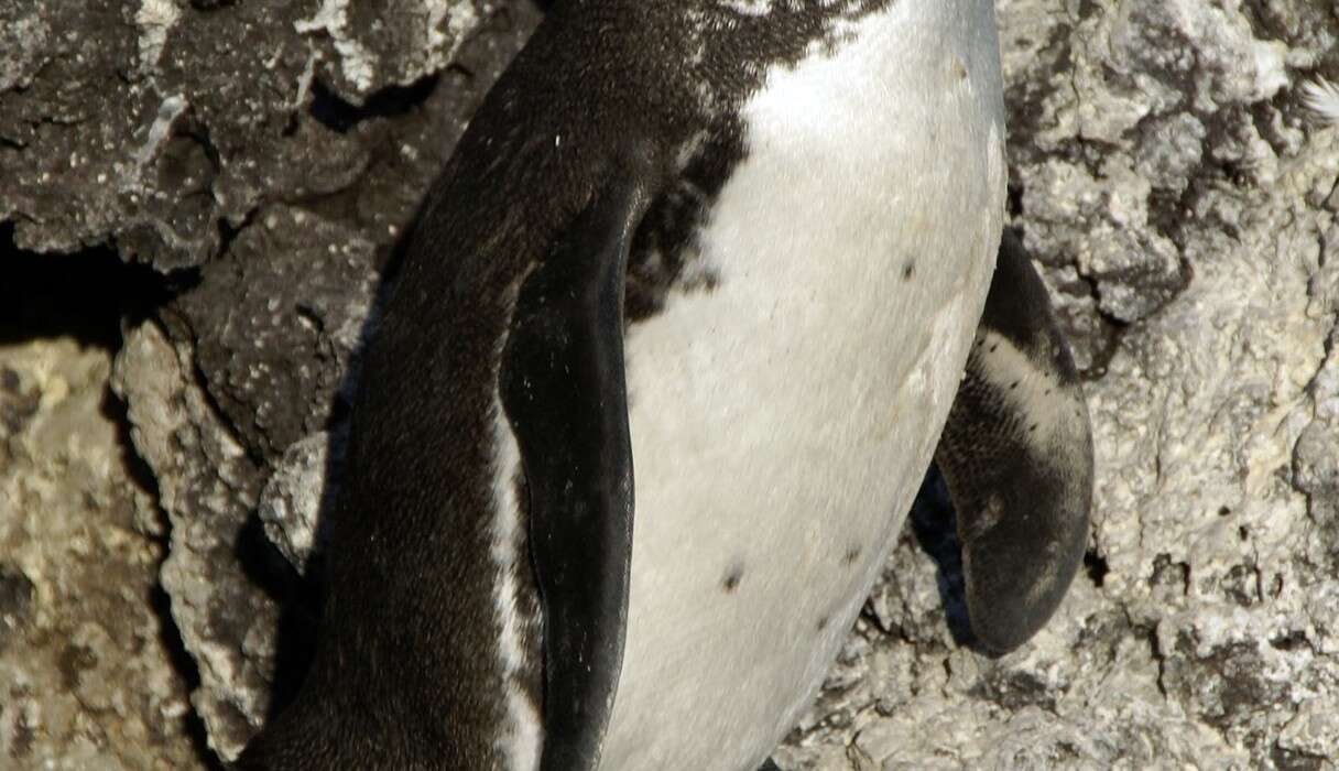 The 18 Best Penguin Species (All Of Them) - The Dodo