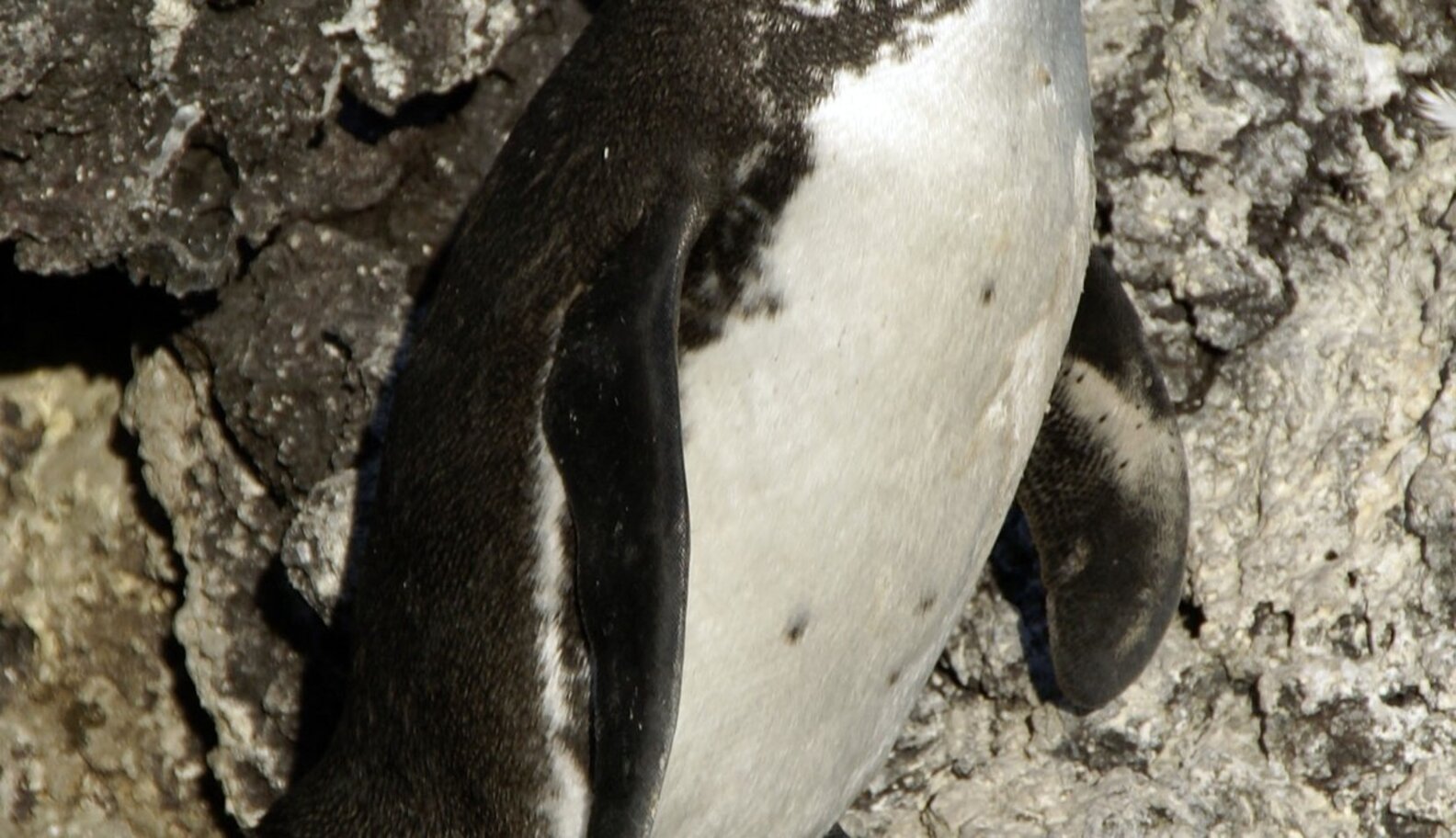 The 18 Best Penguin Species (All Of Them) - The Dodo
