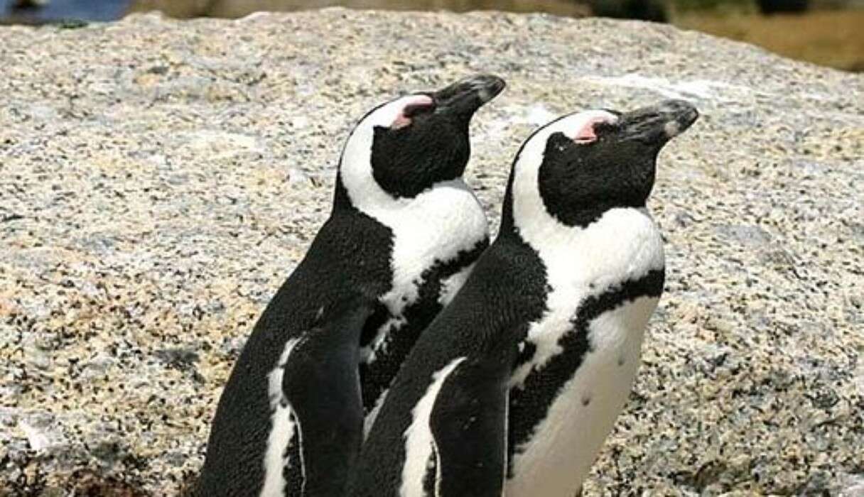 The 18 Best Penguin Species (All Of Them) - The Dodo