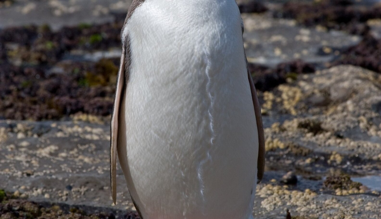 The 18 Best Penguin Species (All Of Them) - The Dodo