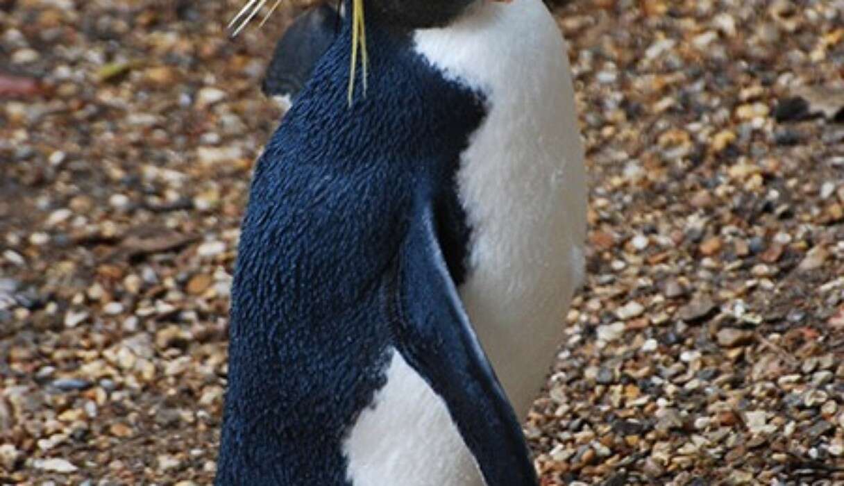 The 18 Best Penguin Species (All Of Them) - The Dodo