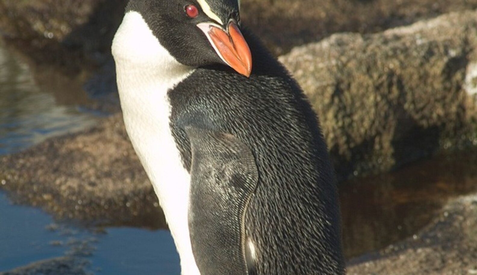 The 18 Best Penguin Species (All Of Them) - The Dodo