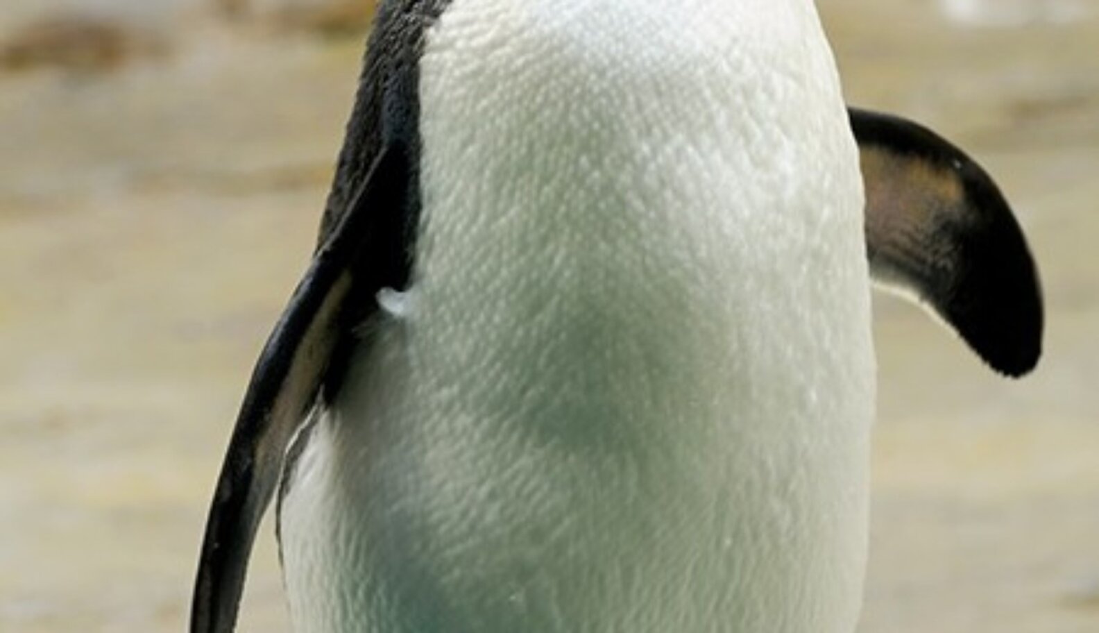 The 18 Best Penguin Species (All Of Them) - The Dodo