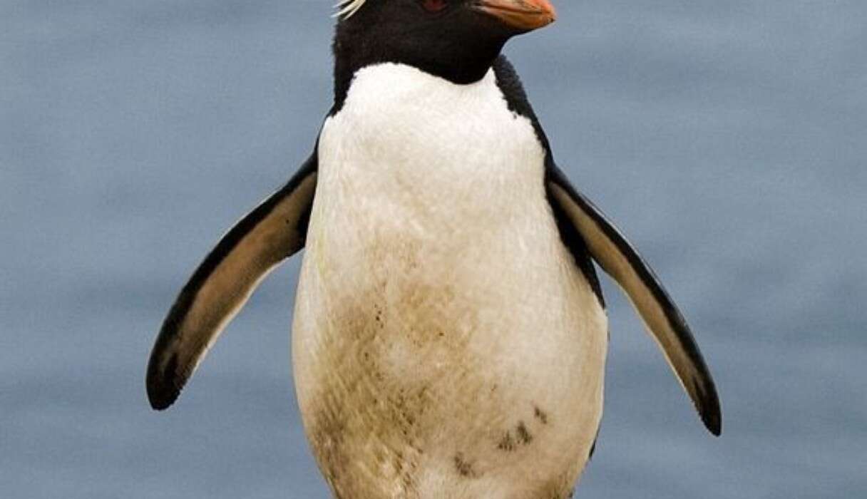 The 18 Best Penguin Species (All Of Them) - The Dodo