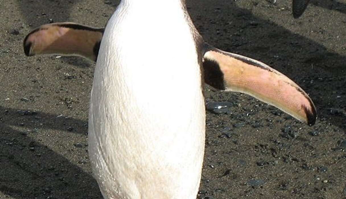 The 18 Best Penguin Species (All Of Them) - The Dodo