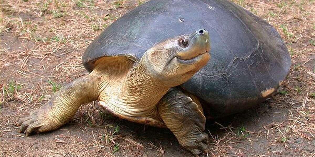 60 Critically Endangered turtles released in Myanmar - The Dodo