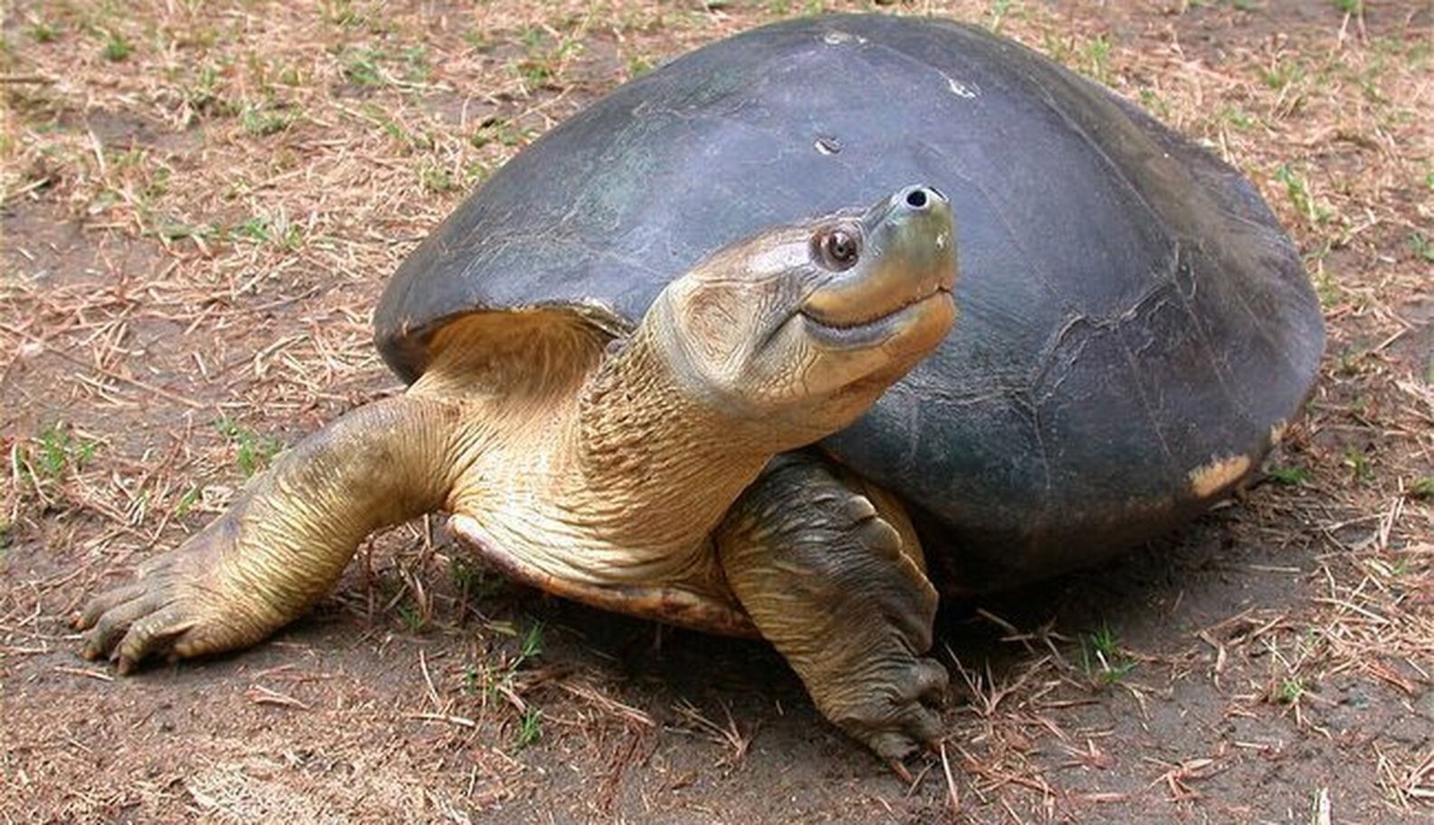 60 Critically Endangered turtles released in Myanmar - The Dodo