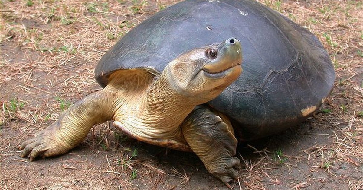 60 Critically Endangered turtles released in Myanmar - The Dodo