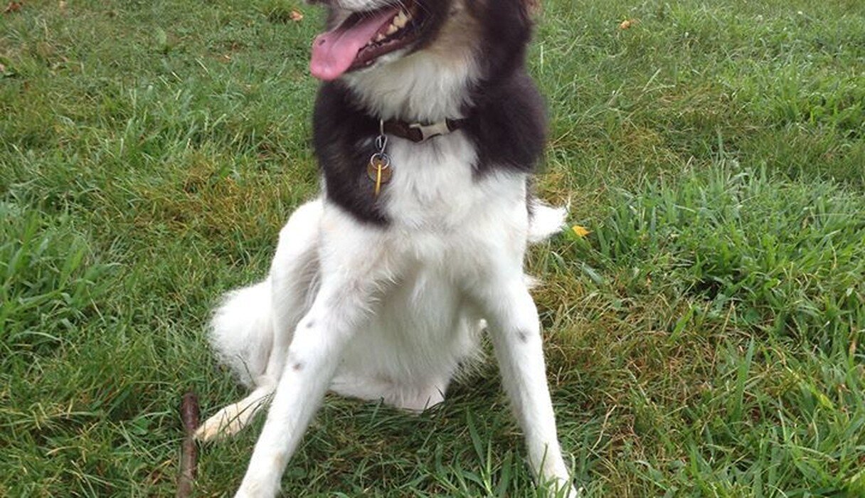 Stray Dog Loses A Leg But Gains Something Incredible - The Dodo