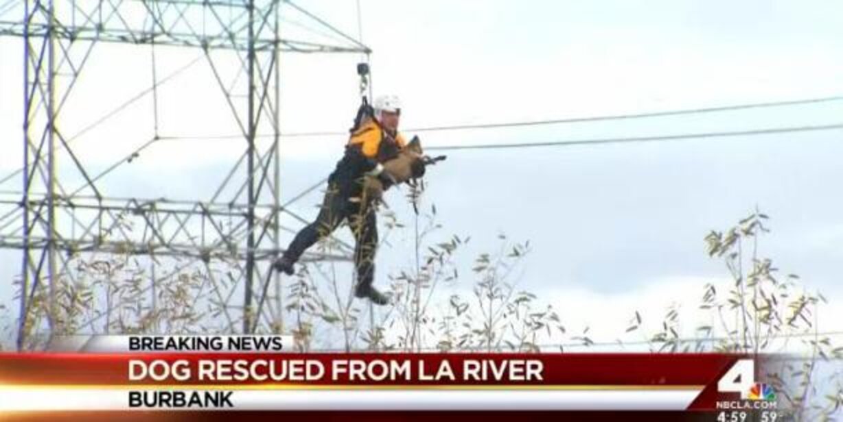 Dog Saved From River In Incredible Helicopter Rescue - The Dodo