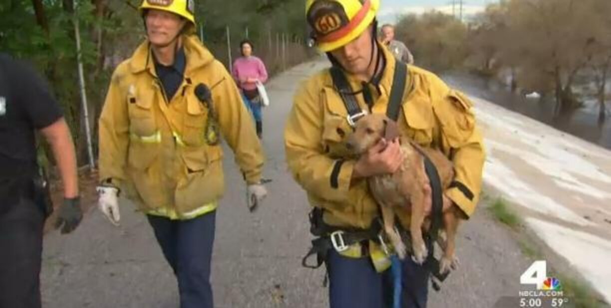 Dog Saved From River In Incredible Helicopter Rescue - The Dodo