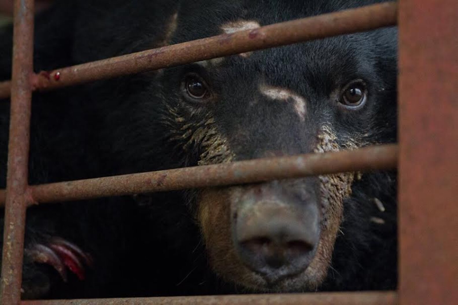 Do Animals Commit Suicide? - The Dodo