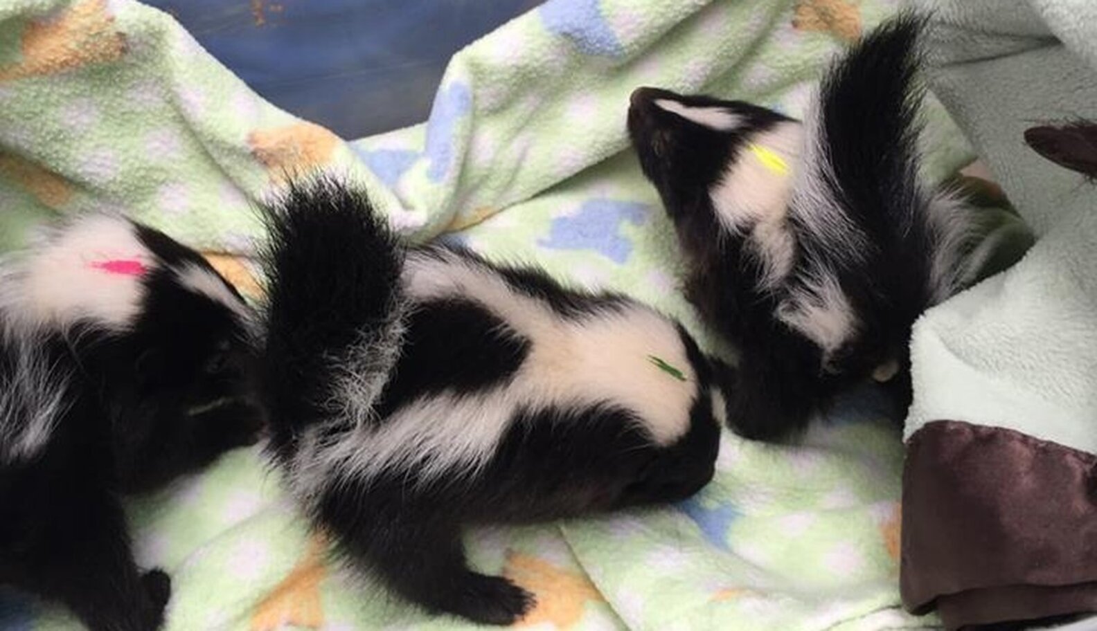 Rescued Baby Skunks Are Super Stinkin' Adorable - The Dodo