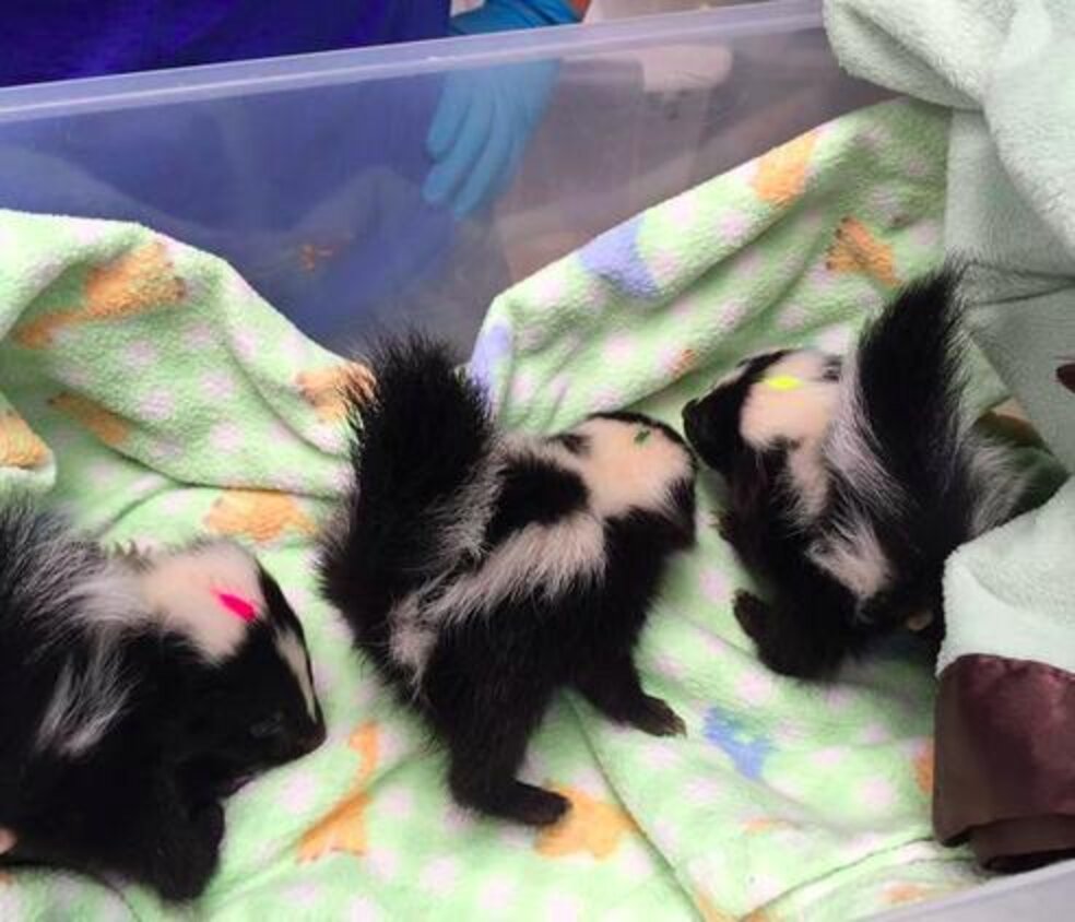Rescued Baby Skunks Are Super Stinkin' Adorable - The Dodo