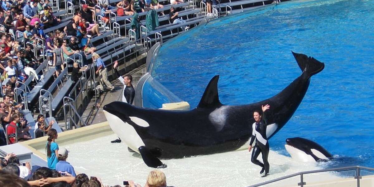 SeaWorld CEO Unloads $3 Million In Stocks - The Dodo