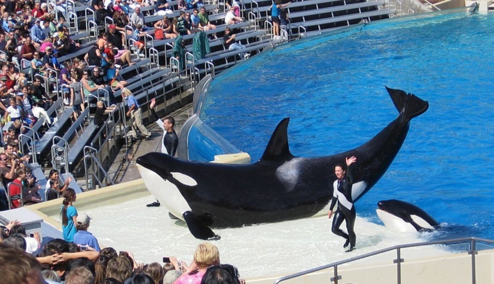 SeaWorld CEO Unloads $3 Million In Stocks - The Dodo