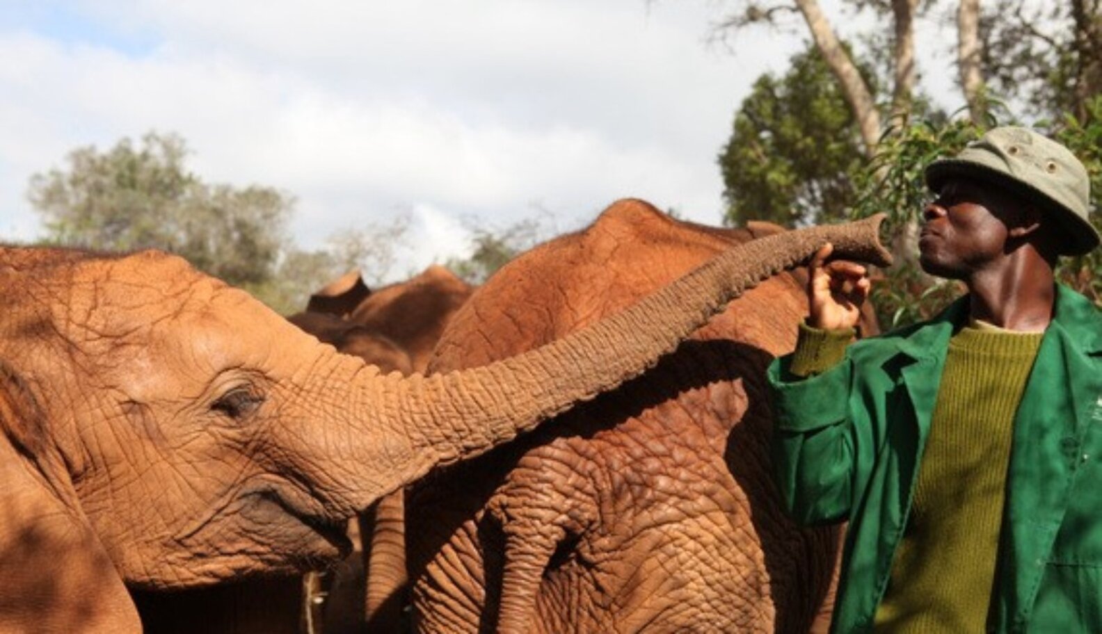 Want Self-Improvement? Turn to an Elephant - The Dodo