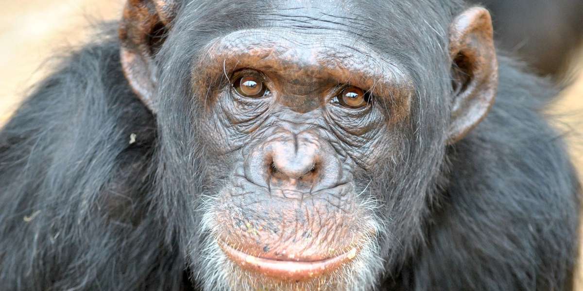 Why Every Animal Should Have A Name - The Dodo