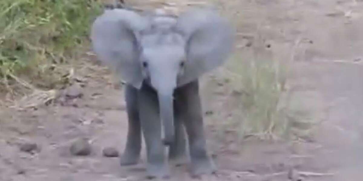 Baby Elephant Learns To Charge, Wins The Internet - The Dodo