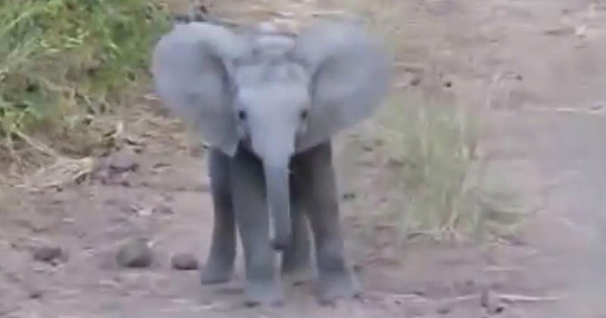 Baby Elephant Learns To Charge, Wins The Internet - The Dodo