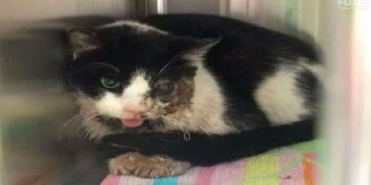 'Dead' Cat Miraculously Found Alive Days After Being Buried - The Dodo