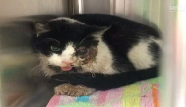 'Dead' Cat Miraculously Found Alive Days After Being Buried - The Dodo