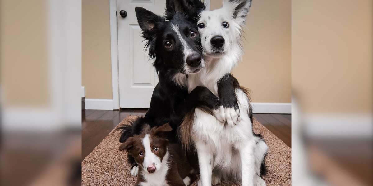 Hugging Rescue Dogs Get A New Puppy Brother - Videos - The Dodo