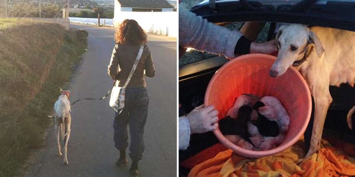 Stray Dog With Broken Leg Leads Rescuers To The Sweetest Surprise - The ...