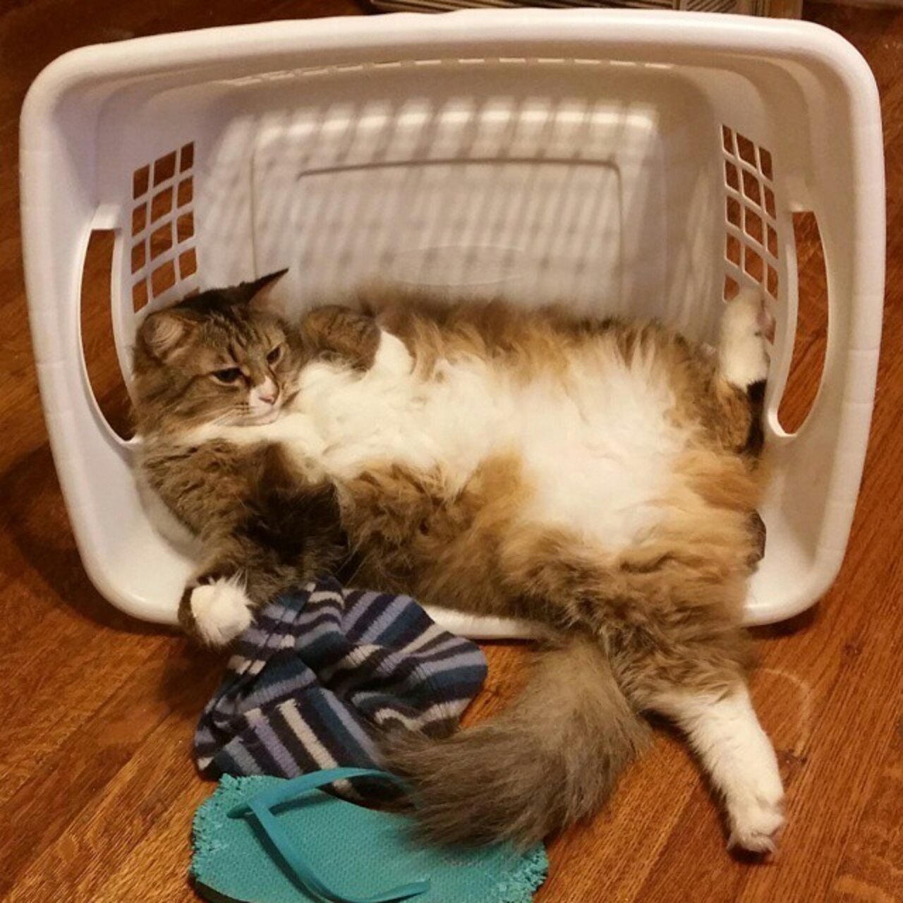 12 Pets Who Are Calling It Quits - The Dodo