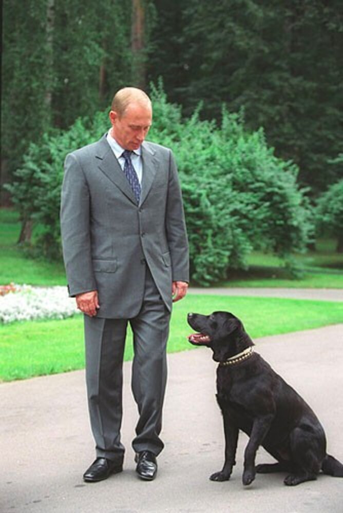Proof Of Putin’s Puppy Love. But Will He Stop The Cull? - The Dodo