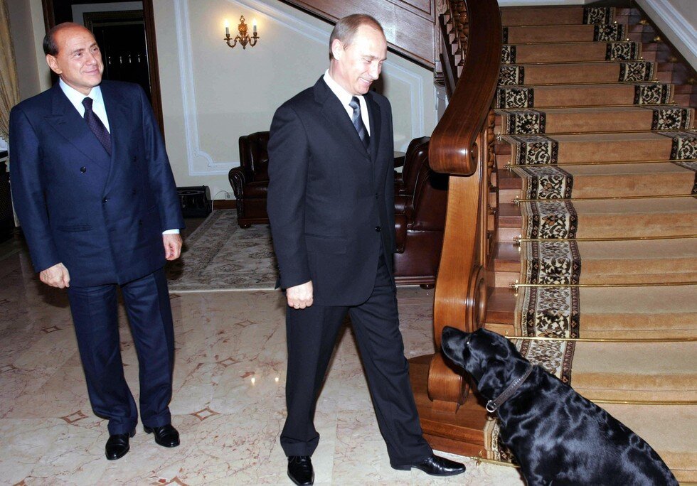 Proof Of Putin’s Puppy Love. But Will He Stop The Cull? - The Dodo