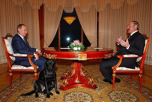 Proof Of Putin’s Puppy Love. But Will He Stop The Cull? - The Dodo