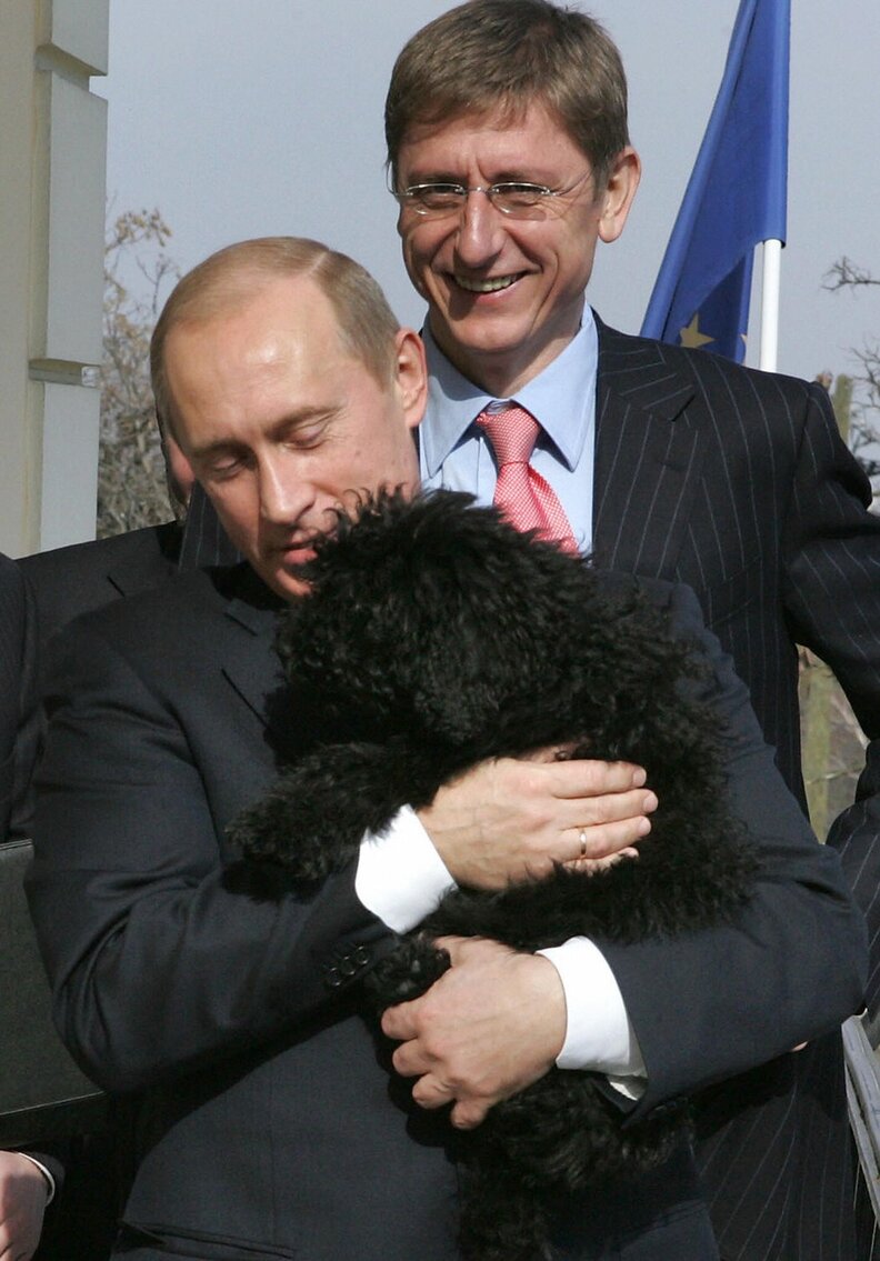 Proof Of Putin’s Puppy Love. But Will He Stop The Cull? - The Dodo