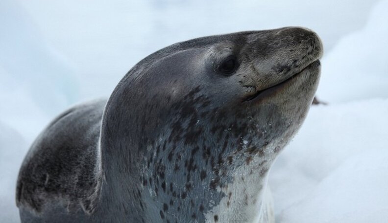 10 unlikely killers to watch out for when travelling - The Dodo