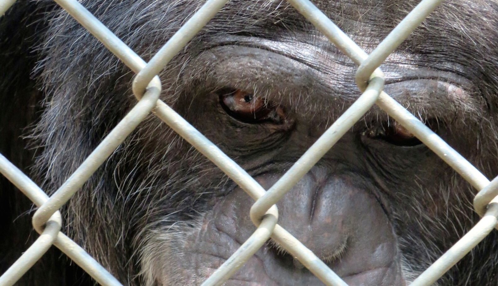 Hollywood Chimp Who Spent 17 Years Alone Meets His New Girlfriend - The ...