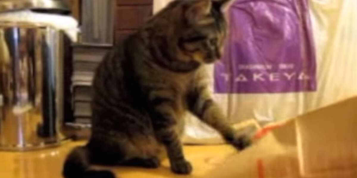 8 Imaginative Cats Who Don't Need Toys To Be Entertained - The Dodo