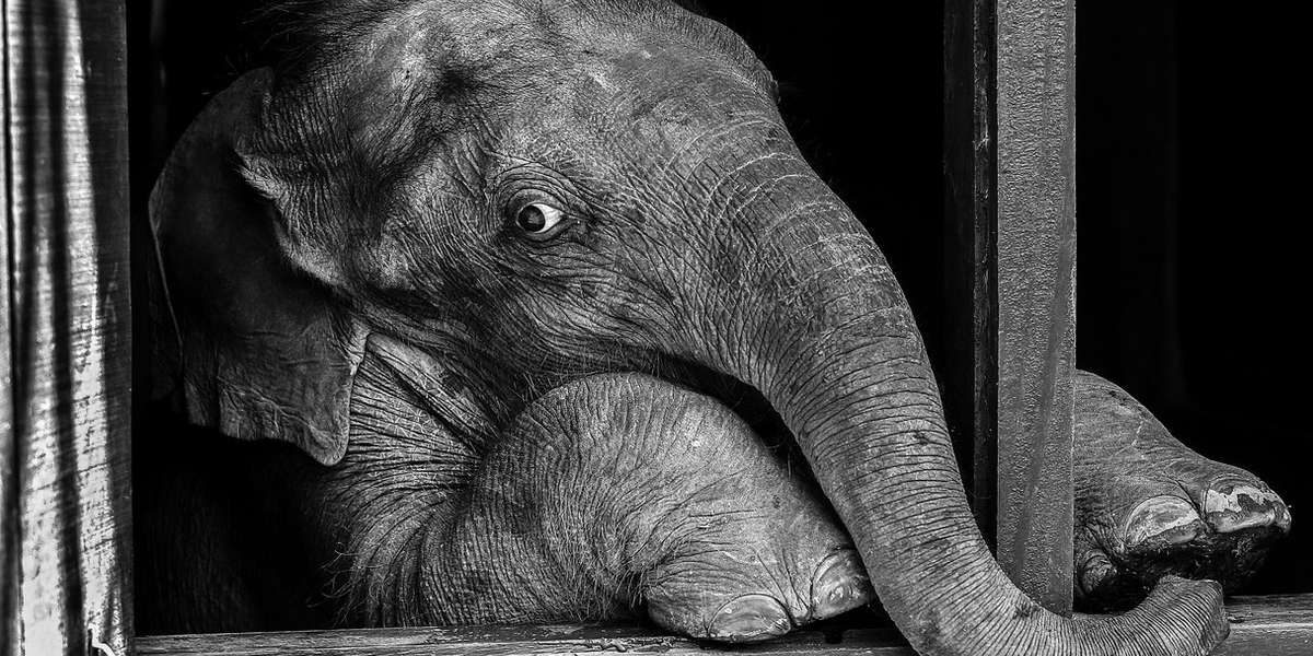 The Unforgettable Story Behind This Baby Orphan Elephant - The Dodo