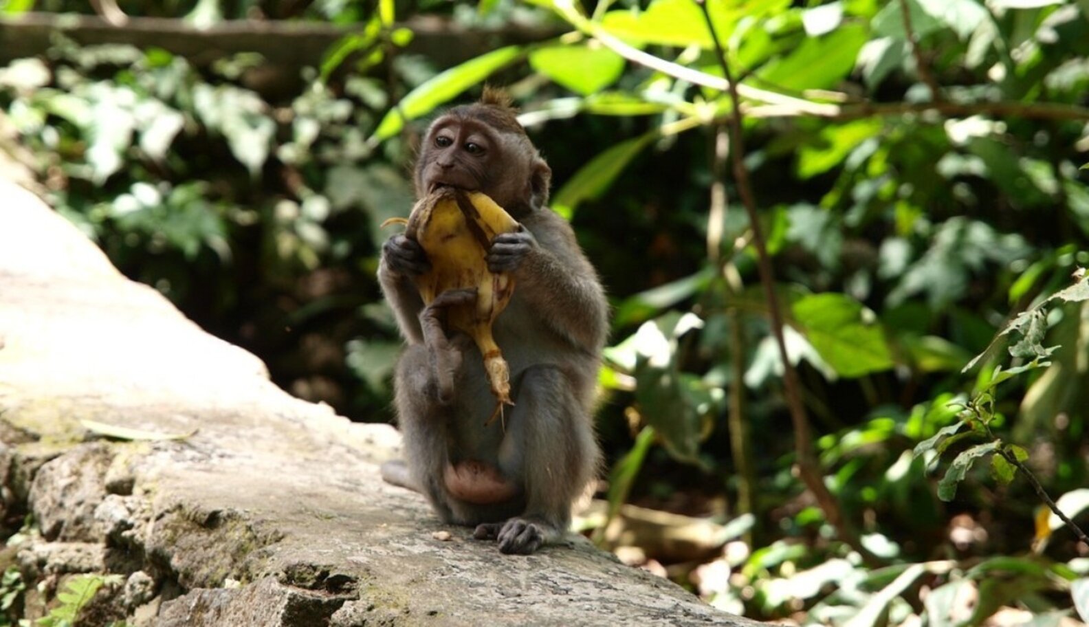 Bananas Are Unhealthy For Monkeys, Say Nutritionists - The Dodo