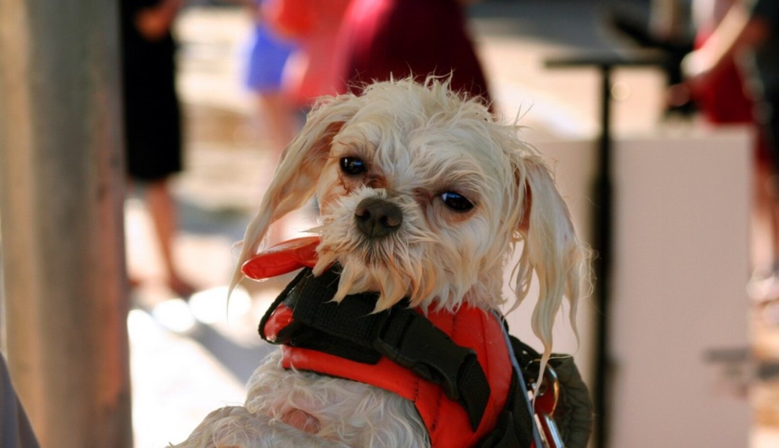 Don't Worry About Googling "Dogs In Life Vests" Because We Did It For ...