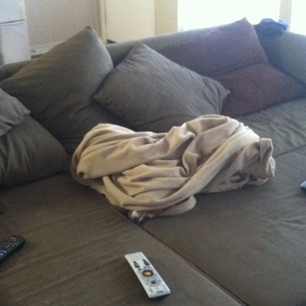 Spot The Pup: Can You Find These 13 Hidden Dogs? - The Dodo