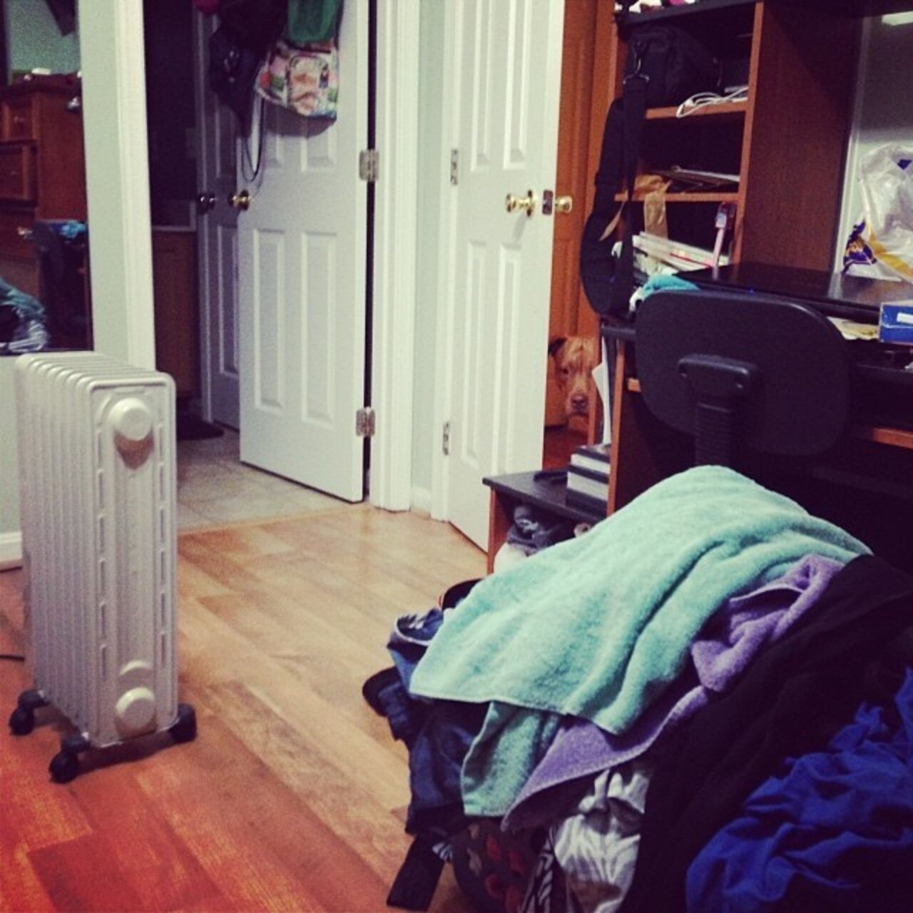 Spot The Pup: Can You Find These 13 Hidden Dogs? - The Dodo