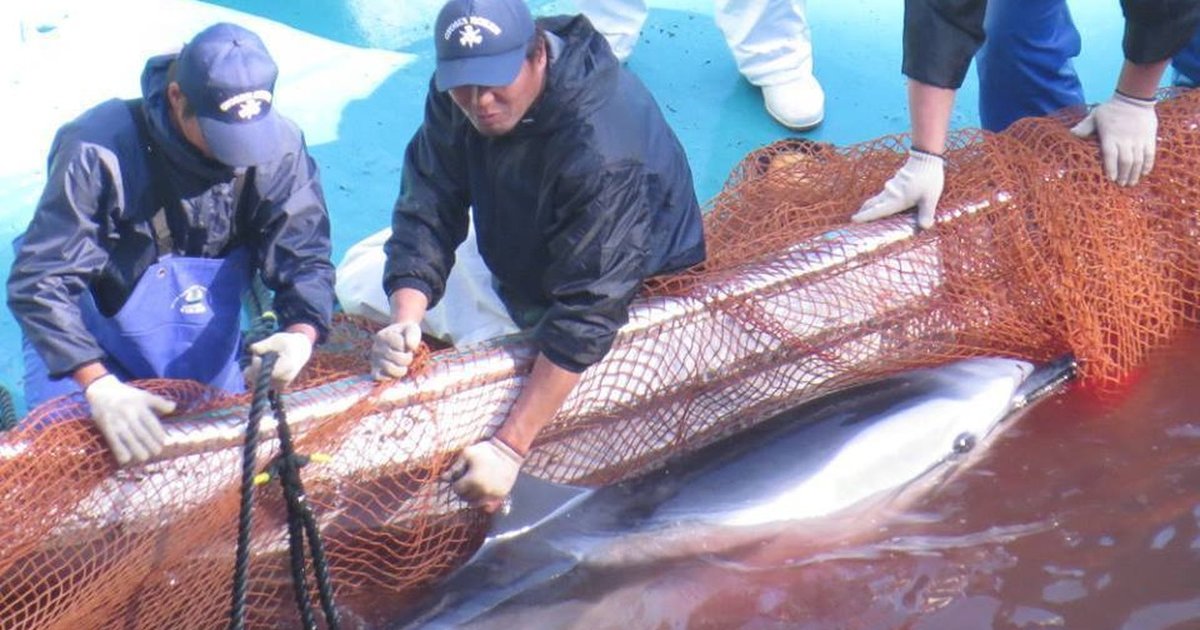 Massive Annual Dolphin Slaughter Starts Once Again - The Dodo